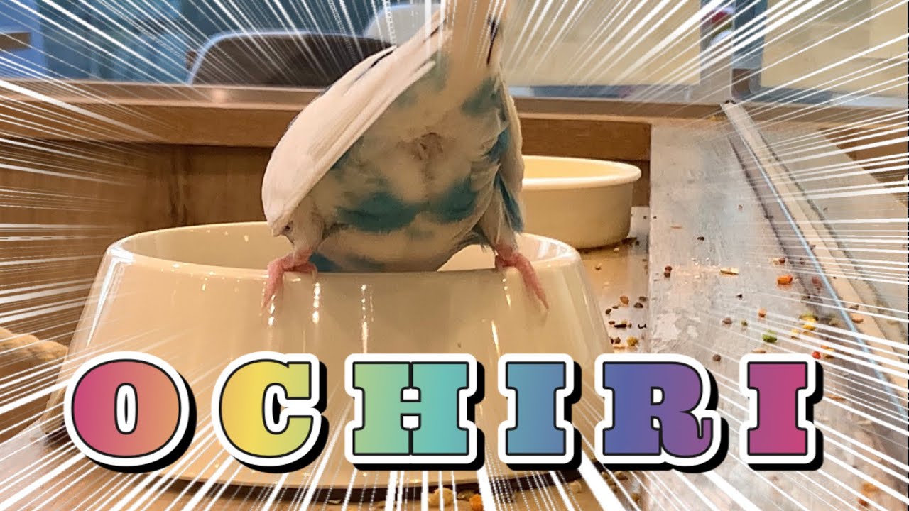 【おちり好きさん集まれ！】鳥さんのOCHIRIたっぷり動画☆／A special feature full of bird hips ...