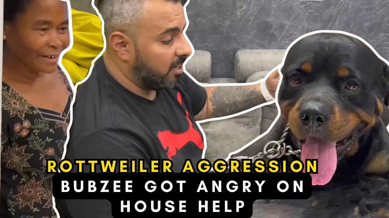 "Rottweiler Aggression Unleashed: Bubzee's Hilarious Showdown with the ...