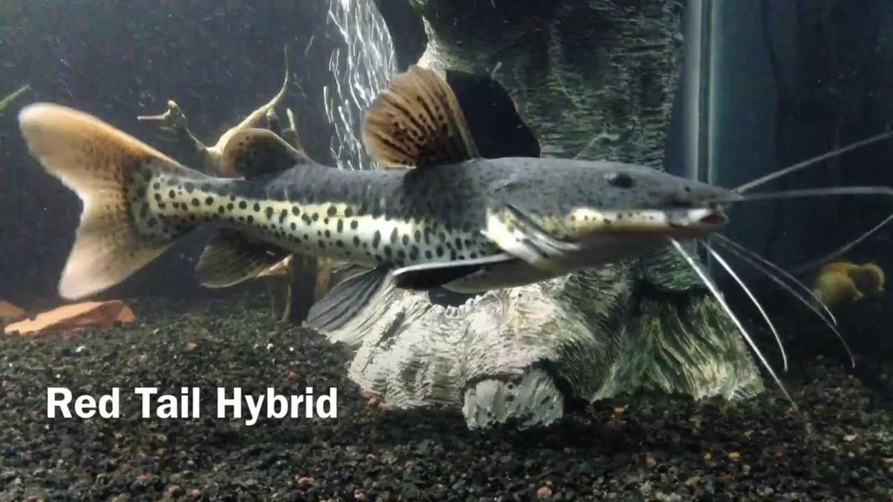 Red Tail Hybrid Update - YouTube