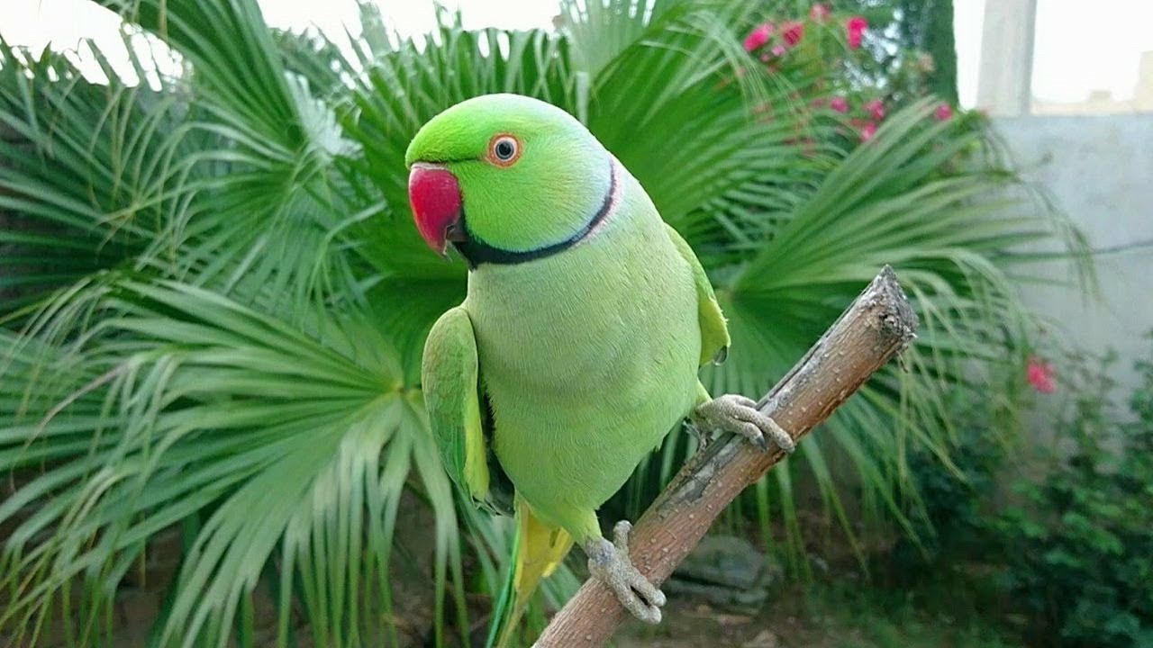 Natural Parrot Voices - YouTube