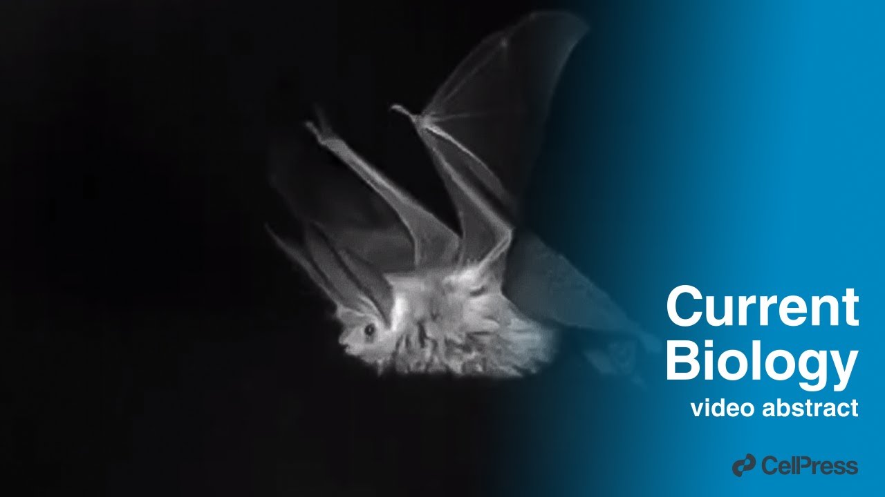 Barbastelles and the bat-moth arms race / Curr. Biol., Oct. 27, 2023 ...