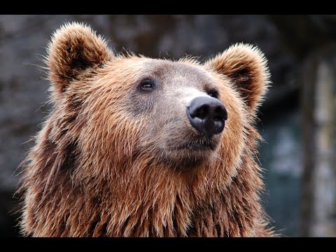 AYILAR HAKKINDA MERAK ETTİĞİNİZ 8 BİLGİ