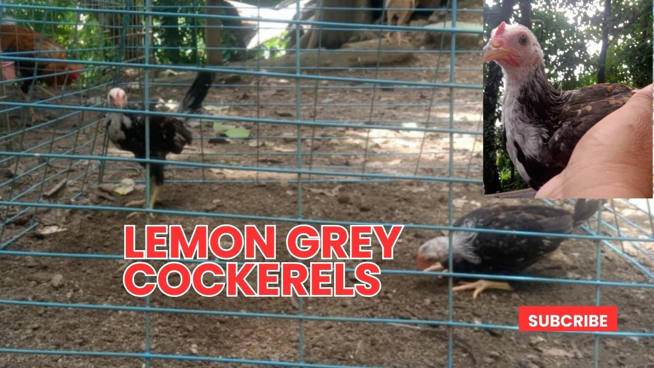 Gamefowl Breeder- Backyard Breeder- Manok Panabong 07 - YouTube