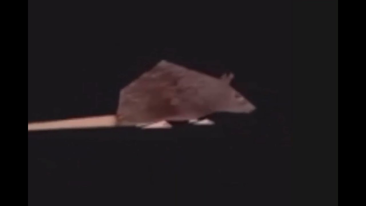 Horizontally spinning rat 0.1x speed - YouTube