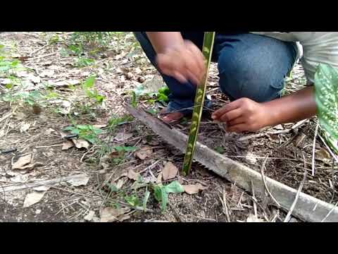 Jerat burung wak wak...