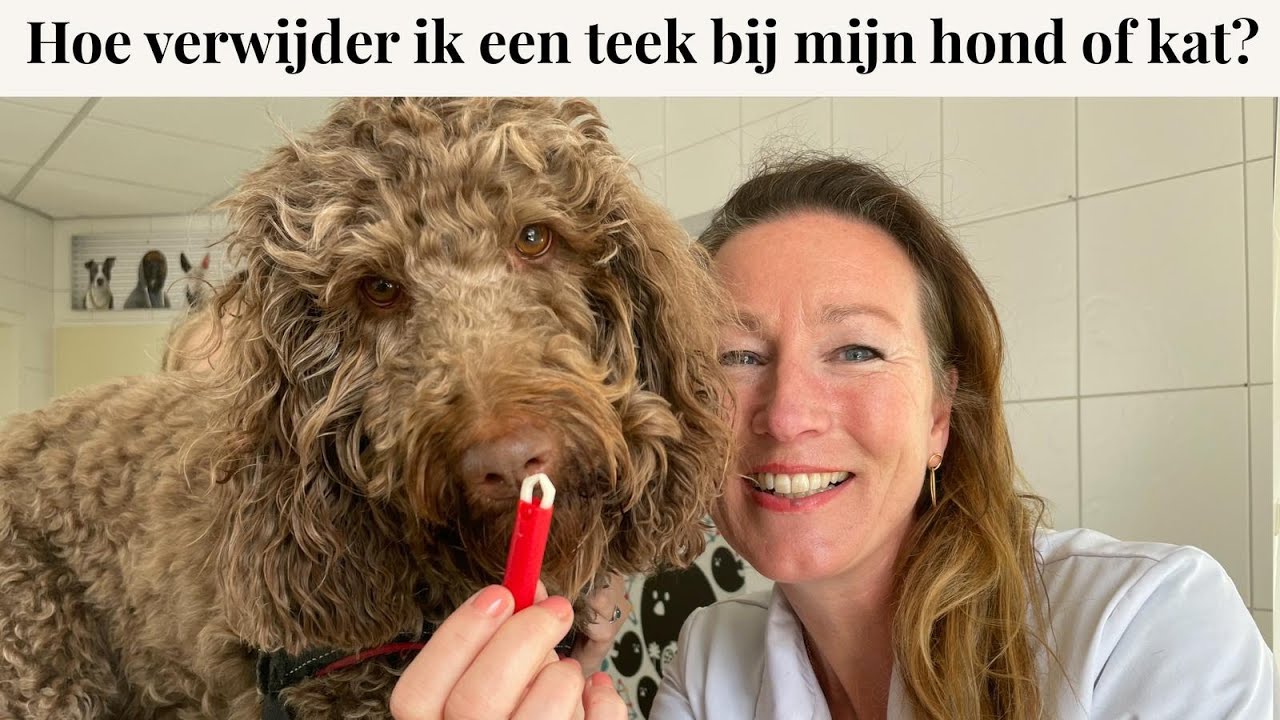 Hoe verwijder ik een teek bij mijn hond of kat? | Instructievideo - YouTube