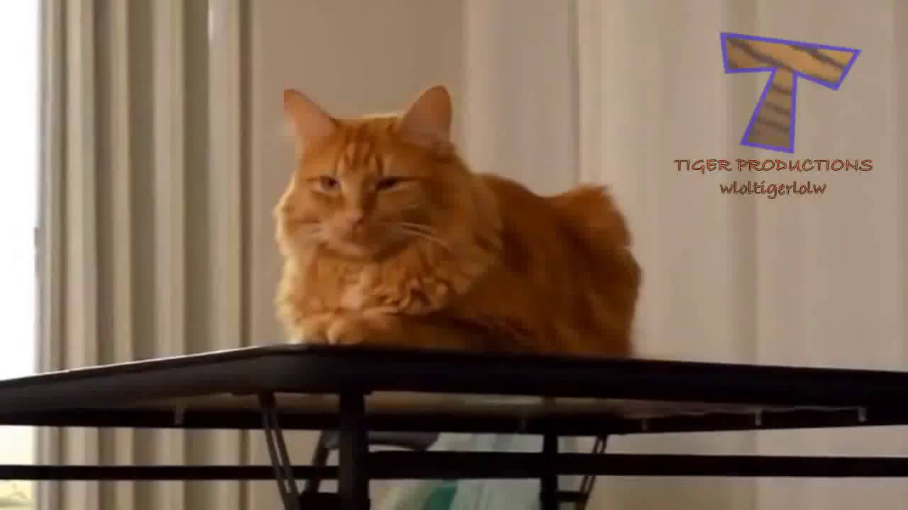 Cute cats feel guilty part 1 - YouTube