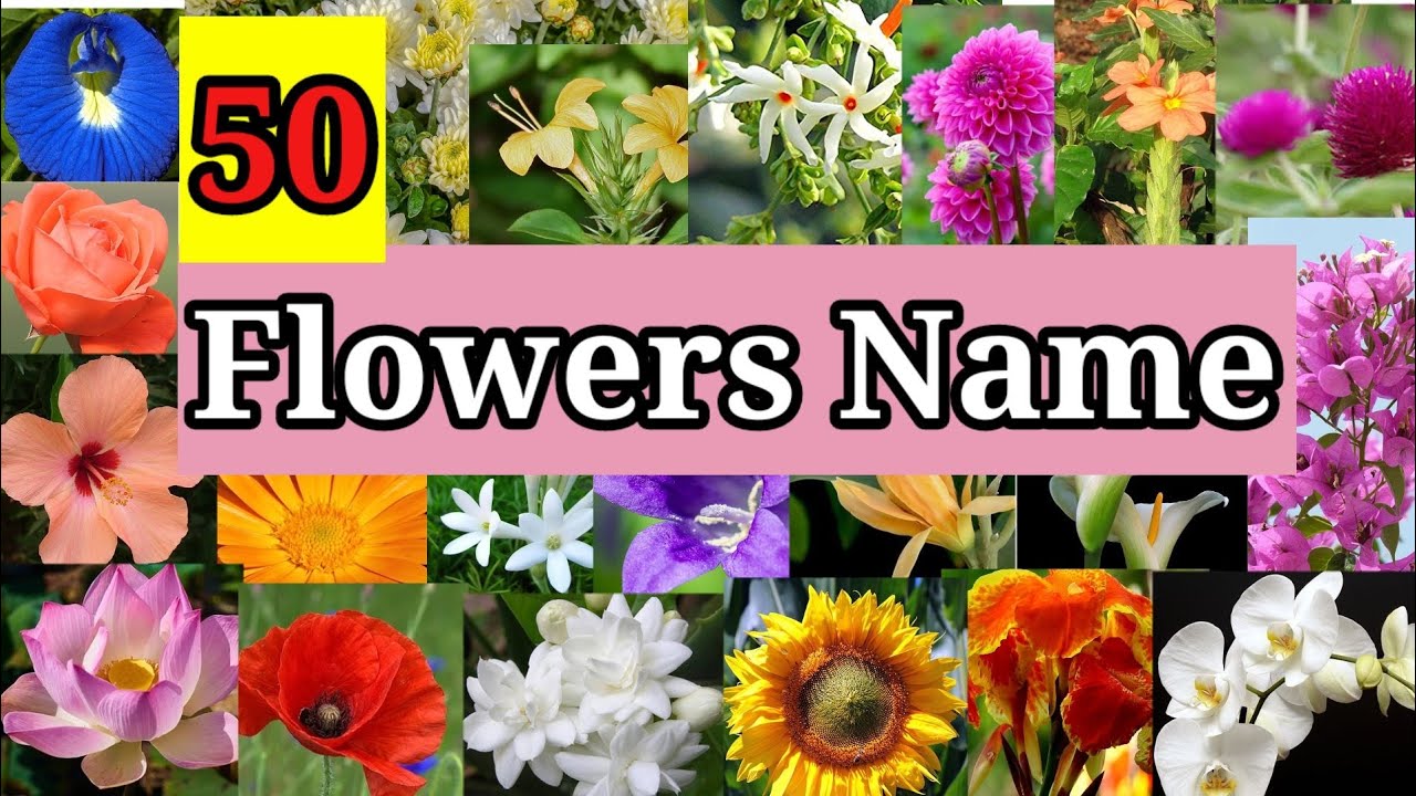 Flowers Name in English | 50 Flowers Name - YouTube