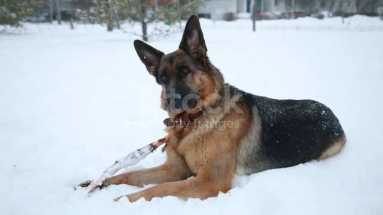 German young Shepherd dog performs - YouTube