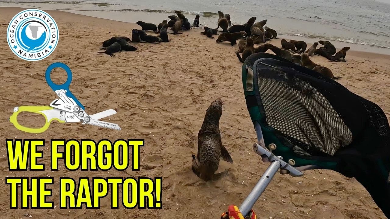 No Raptor, No Problem – Seal Saved in Time! - YouTube