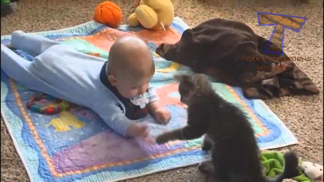 Baby and Cat High Fiving - YouTube