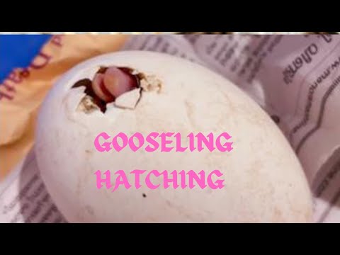 Gooseling Hatching - YouTube