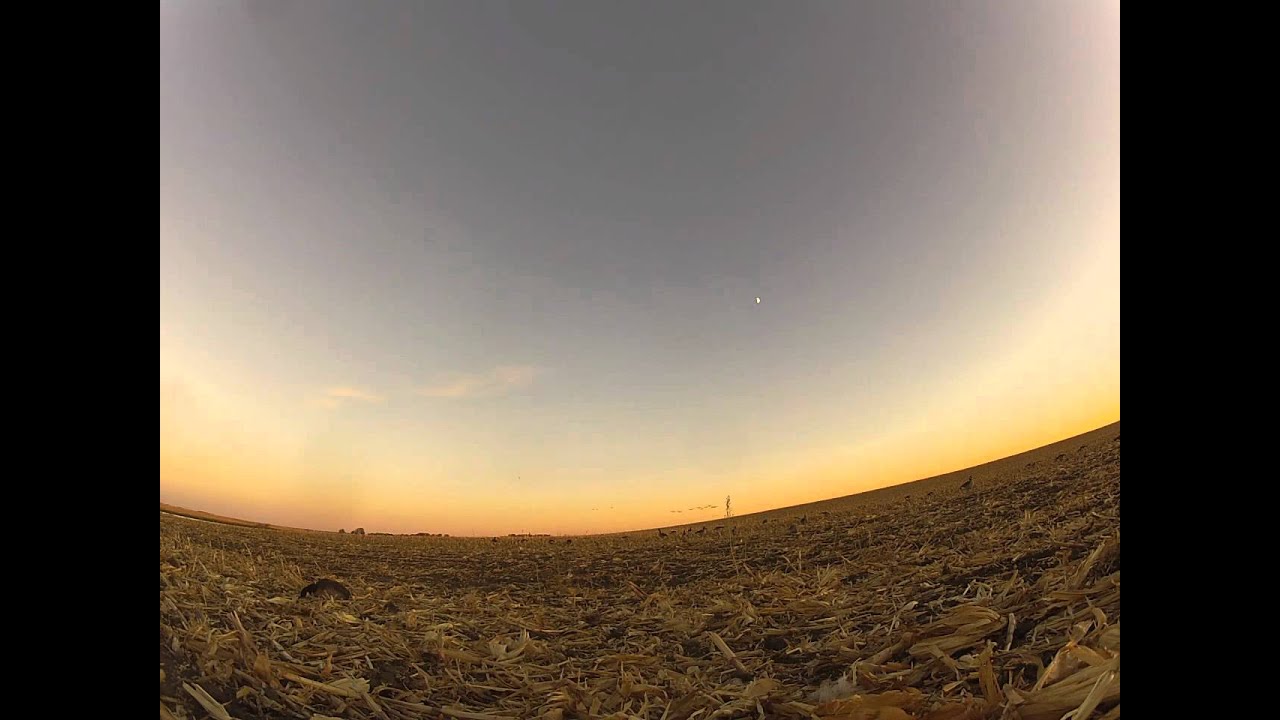 evening hunt 9 22 12 flock of 9 - YouTube