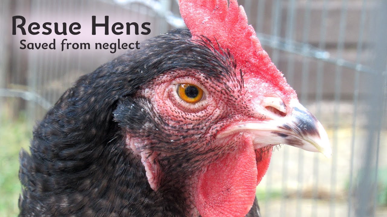🐔 Neglected Hen Rescue 🐔 | Meet Our Pet Chickens | Animal Sanctuary ...