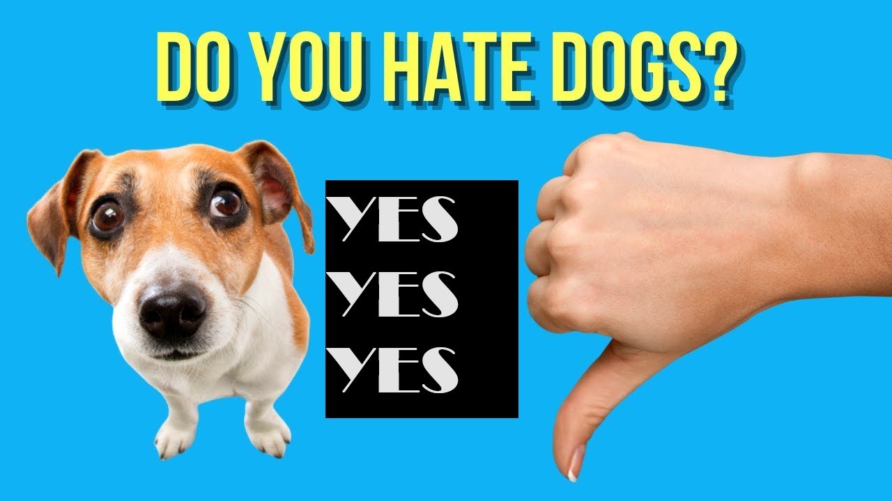 K-None - Why We STILL Hate Dogs & Dog Culture (w/ I Hate Dogs, Chef ...