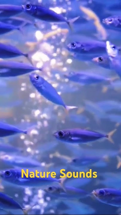 fish underwater sounds | fish sound effects | fish sound in water # ...