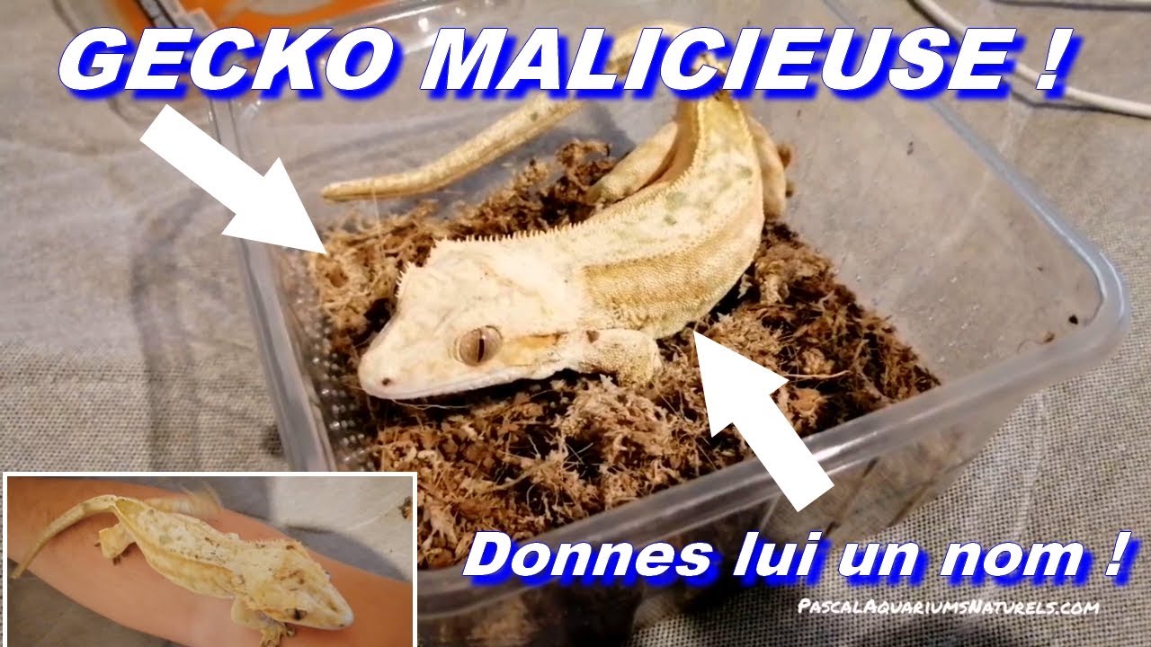 Mon Gecko à crête est arrivé ! Correlophus ciliatus (ancien ...