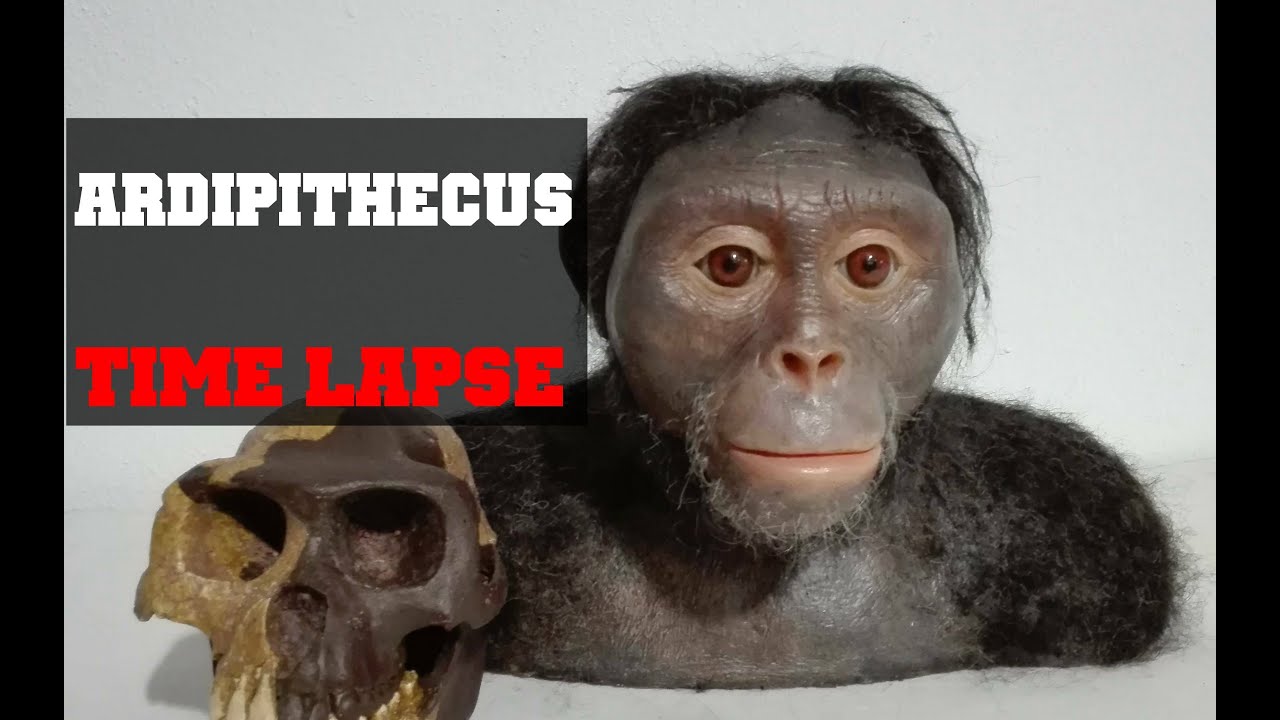 Reconstrucción de Ardipithecus ramidus "Ardi" - YouTube