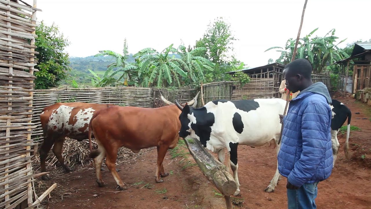Akaranga k'Uburundi: Ibicuba; ( inka mu mico y'ikirundi) - YouTube