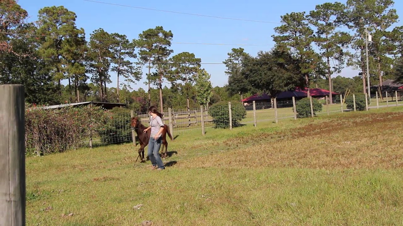 Gator Leading Exercise At The Walk Trot - YouTube