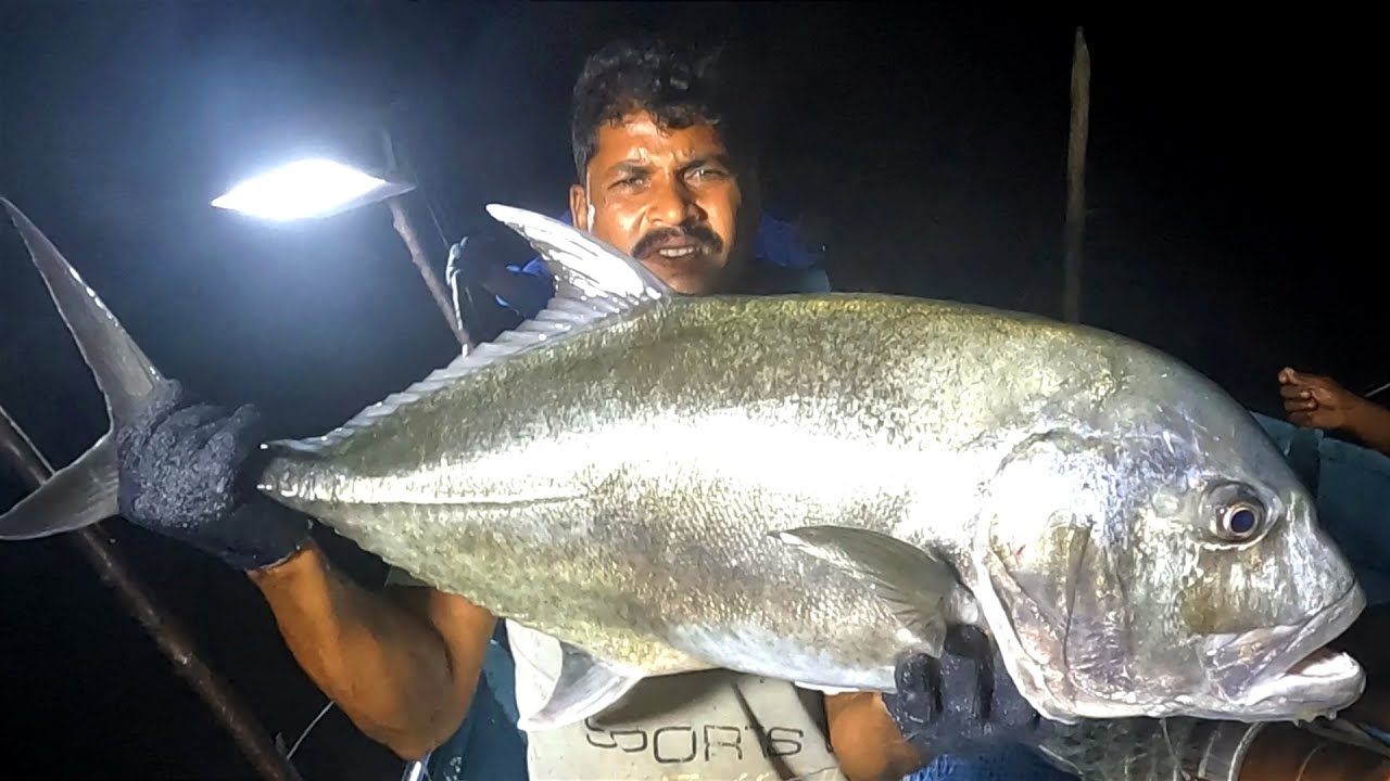Catching Blubber Lip Snapper, Mangrove Jack & Giant Trevally Fish in ...