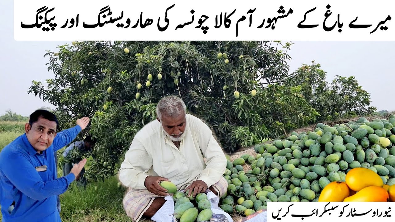 WORLD FAMOUS PAKISTANI MANGOES/famous mango garden of New Rao Star/This ...
