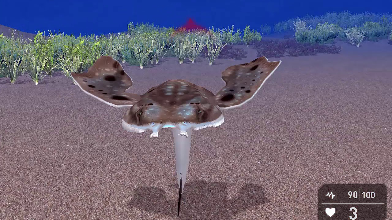 Smoothback Angel Shark - YouTube