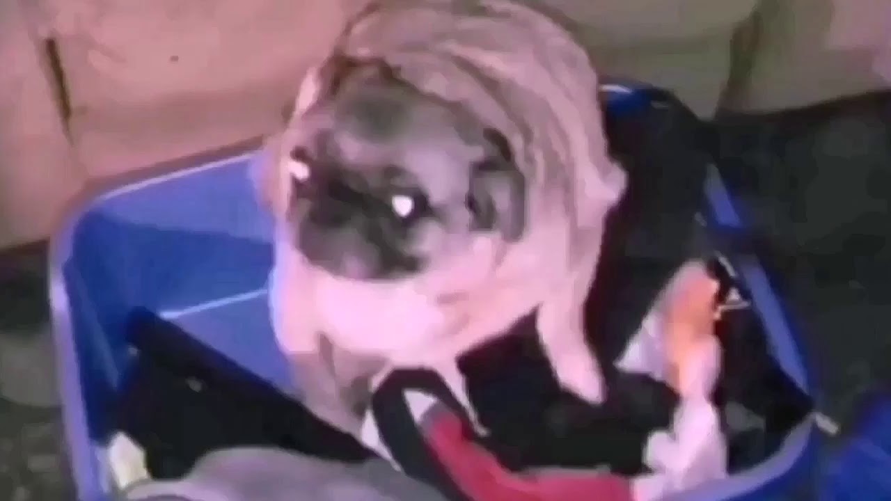 Pug dancing to pp music - YouTube