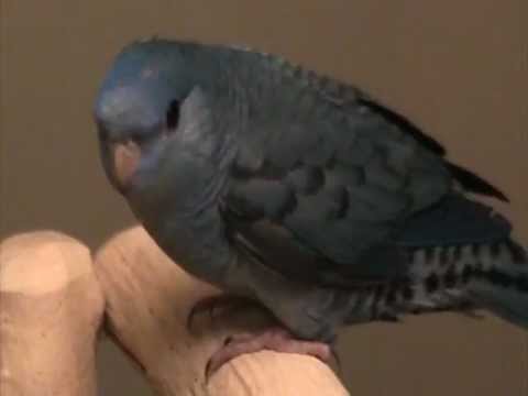 Handfed Cobalt Lineolated Parakeet - YouTube