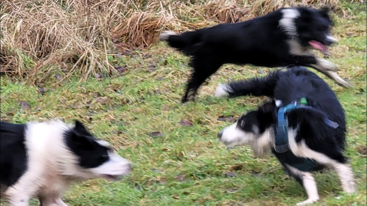 3 Collies and a Molly - YouTube