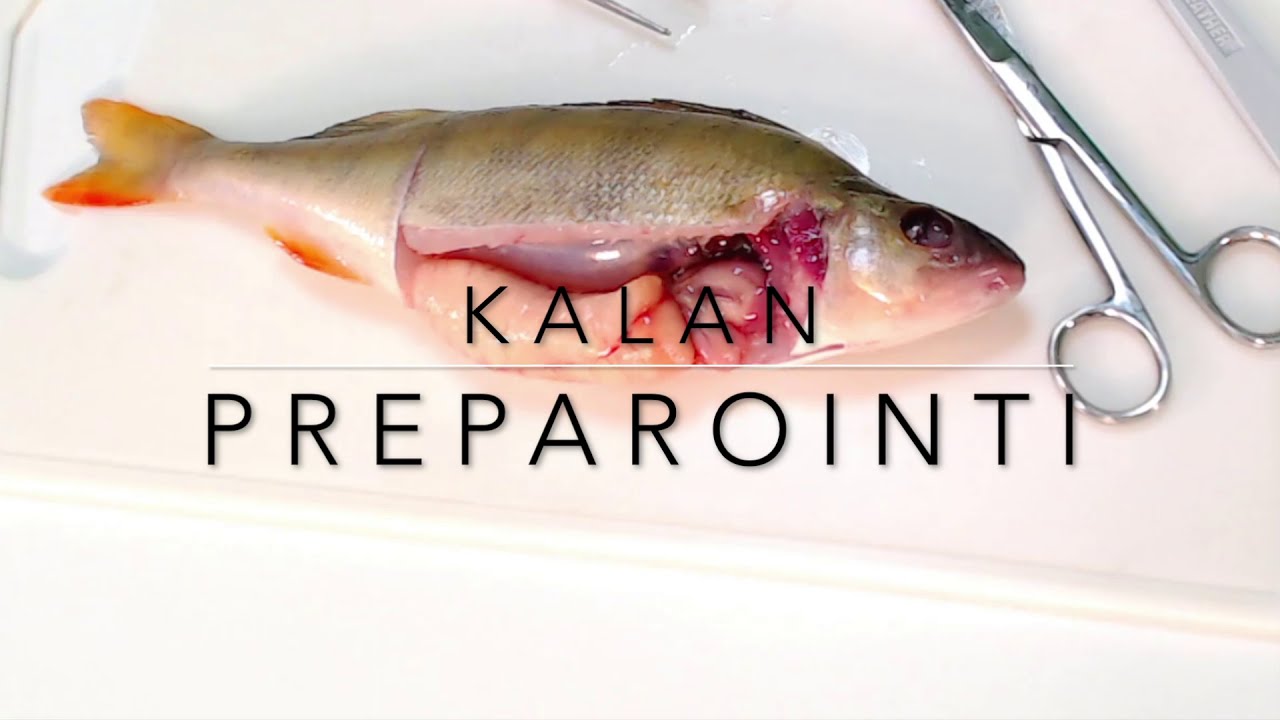 Kalan preparointi - YouTube