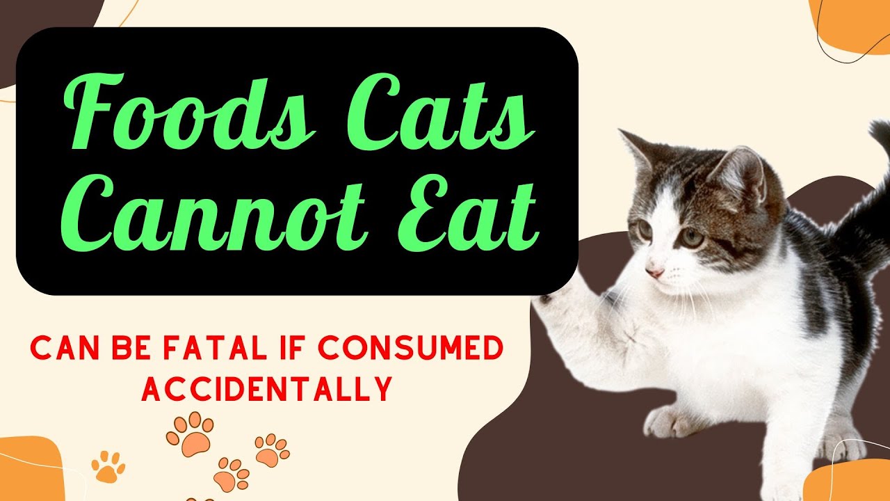 Foods Cats Cannot Eat, Can Be Fatal if Consumed Accidentally | PET ...