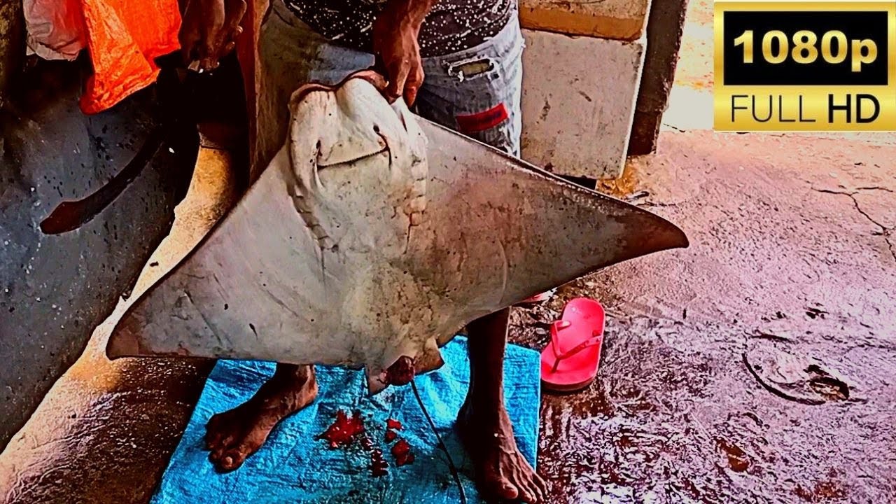 Amazing Sting Ray Fish Cutting | GIANT STINGRAY FISH CUTTING SKILLS ...