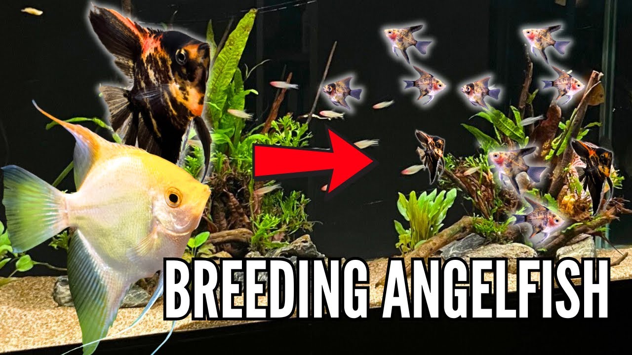 How to Breed Freshwater Angelfish Step by Step (From Eggs to Angelfish ...