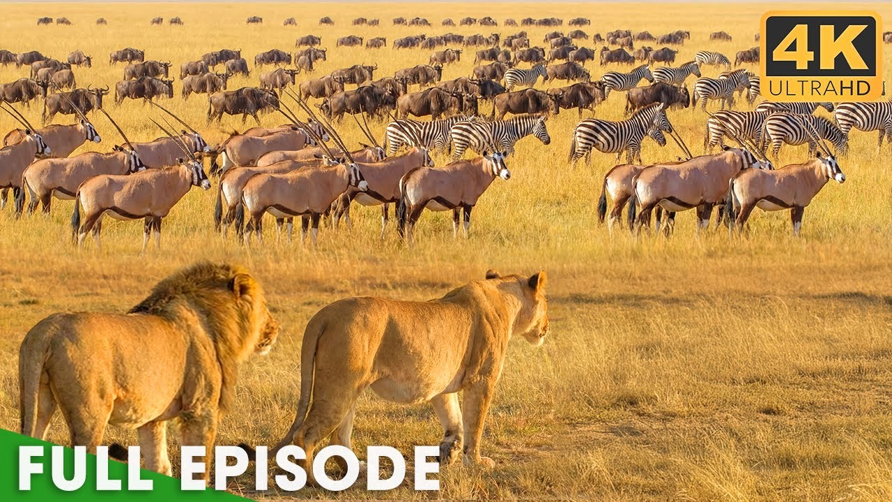 Ultimate Predators: Lion Pride Attack | FULL EPISODE | Nature Animal ...