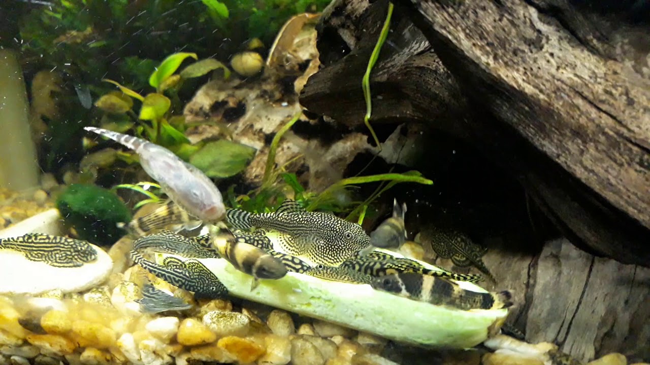Loach party ( Sewellia,panda garra ,Gastromyzon + baby Sewellia) - YouTube
