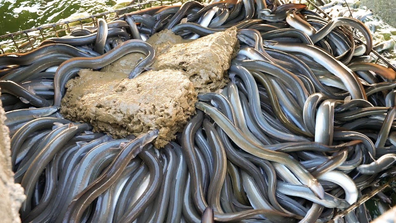 Eel Farming and Manufacturing in a $100 Billion Industry, Japanese ...