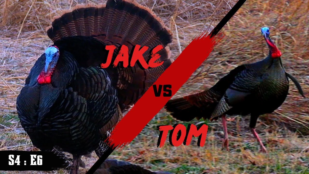 INSANE Turkey Hunt - (Illinois Early Season) S4:EP6 - YouTube