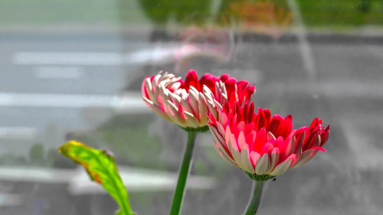 Flower movement - YouTube