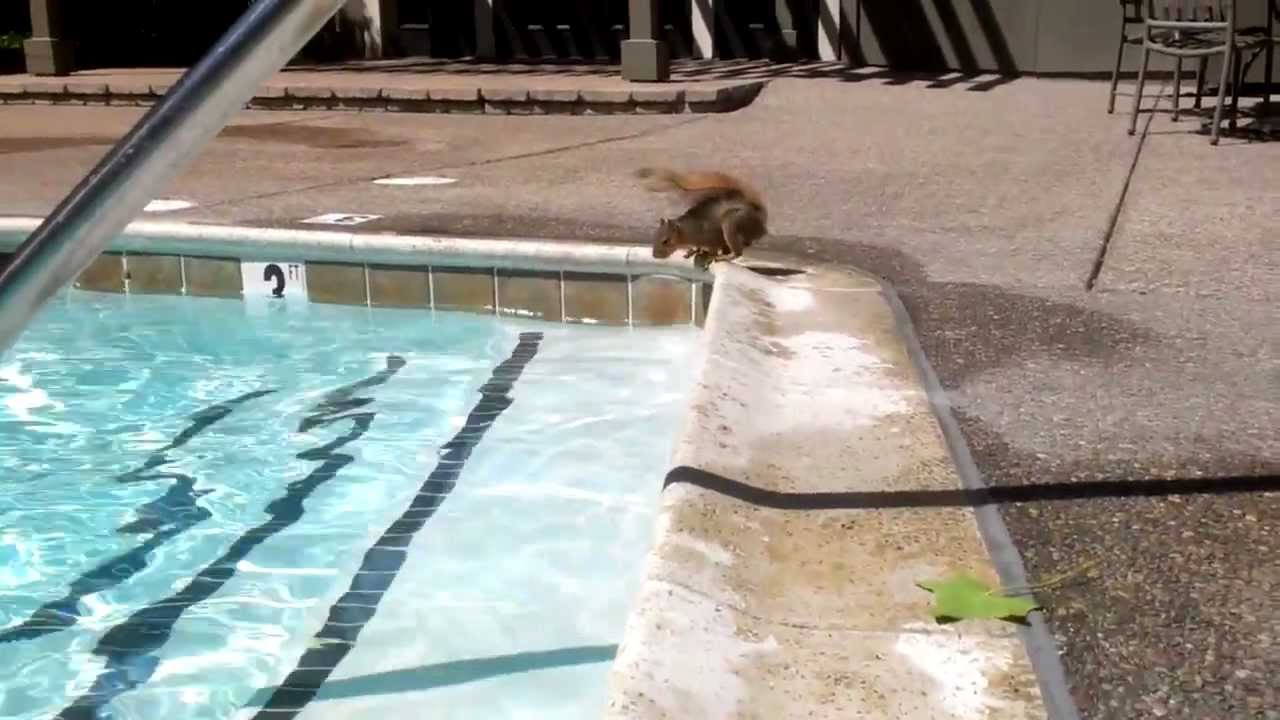 Squirrel drinking pool water - YouTube