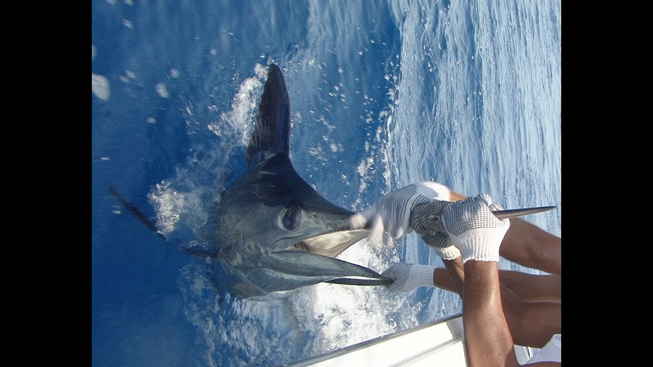 Blue Marlin catch and release PV Sportfishing - YouTube