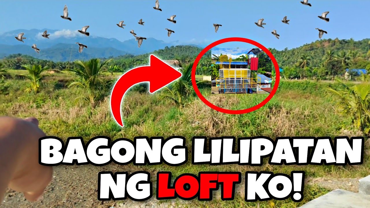 NAGPALIPAD AKO NG MARAMING KALAPATI SA BAGONG FARM NI HOMING SA GITNA ...