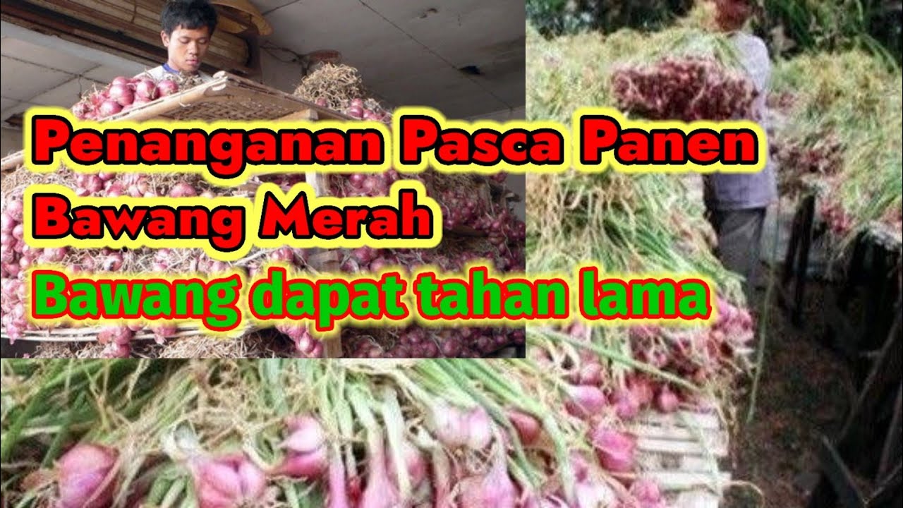 Penanganan Pasca Panen Bawang Merah || Studi Tiru - YouTube