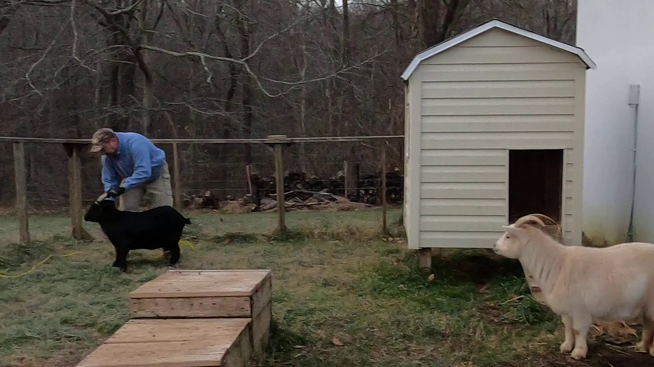 Goat lassoing and wrangling - YouTube