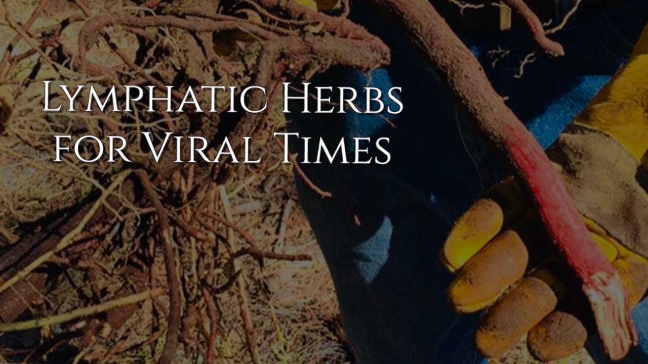 Lymphatic Herbs for Viral Times - YouTube
