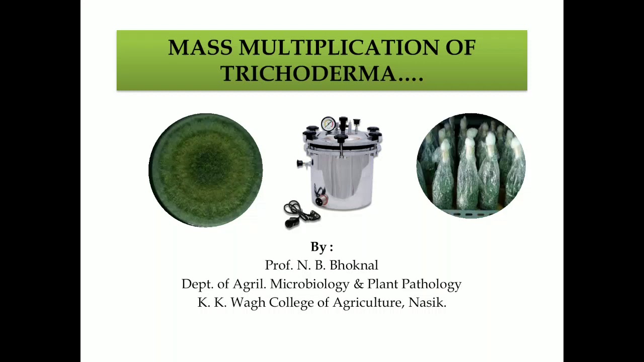 Mass multiplication of Trichoderma by Prof. N. B. Bhoknal - YouTube