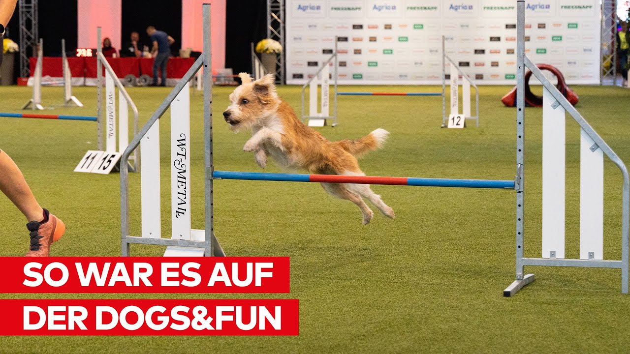 So war es auf der Dogs&Fun - YouTube