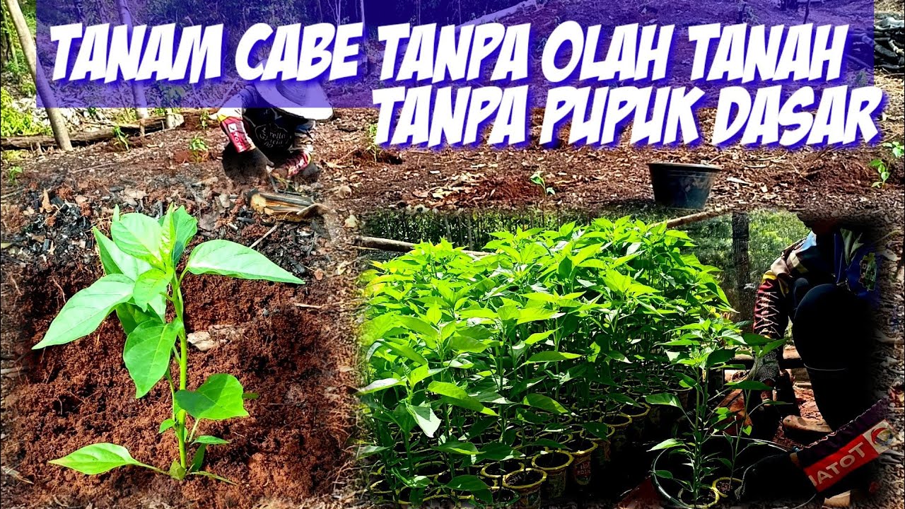 Tips tanam cabai agar subur tanpa pupuk dasar dan tanpa olah lahan ...