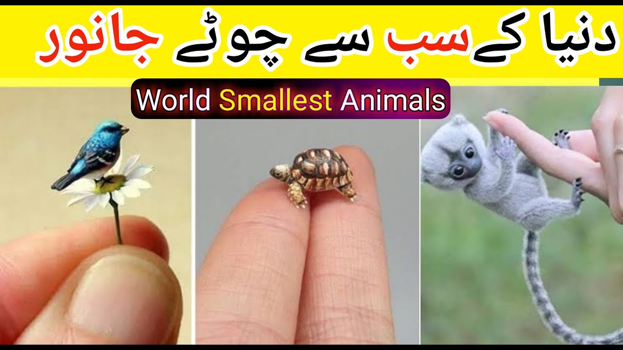What Are The Smallest Land Animal at Logan Lovelace blog