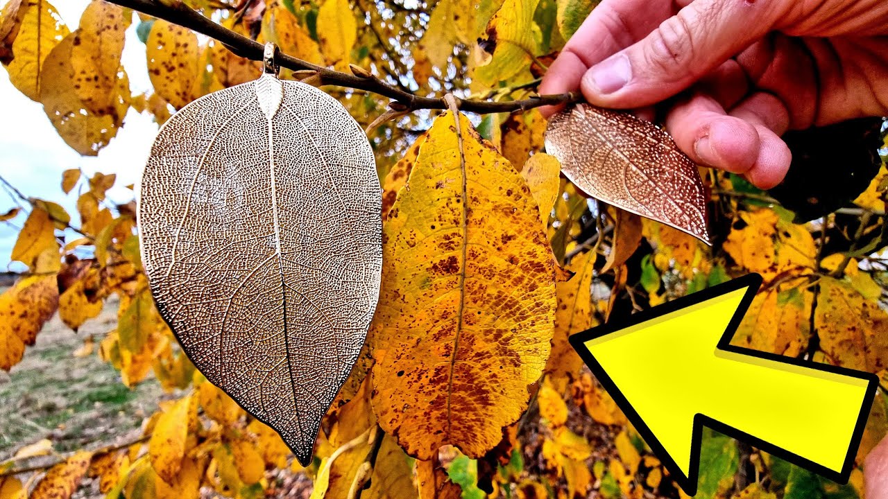 Nature's Mistake: Real Golden Leaves! Found a magical tree! - YouTube